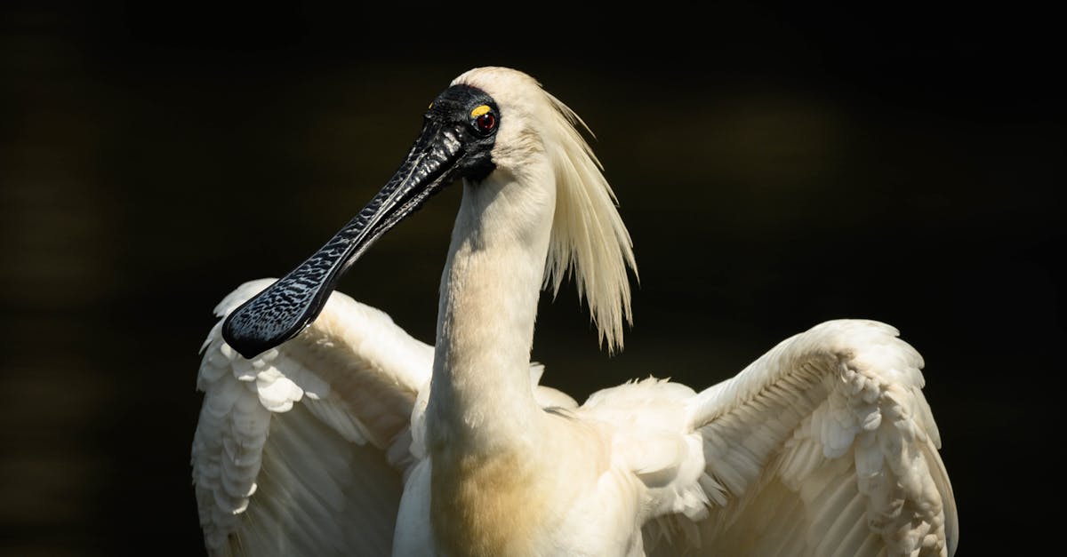 Bill Nye Biodiversity Video Worksheet Guide: Perfect for Middle School ...